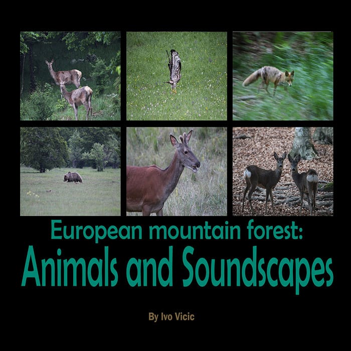 Montane Forest Animals