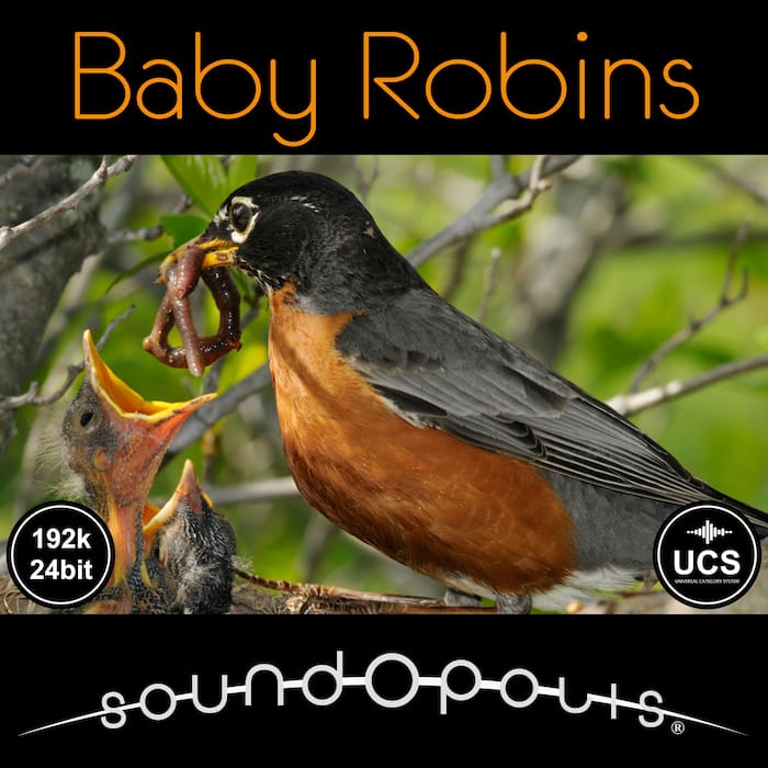 Baby Robins | Nature Sound Effects Library | Asoundeffect.com