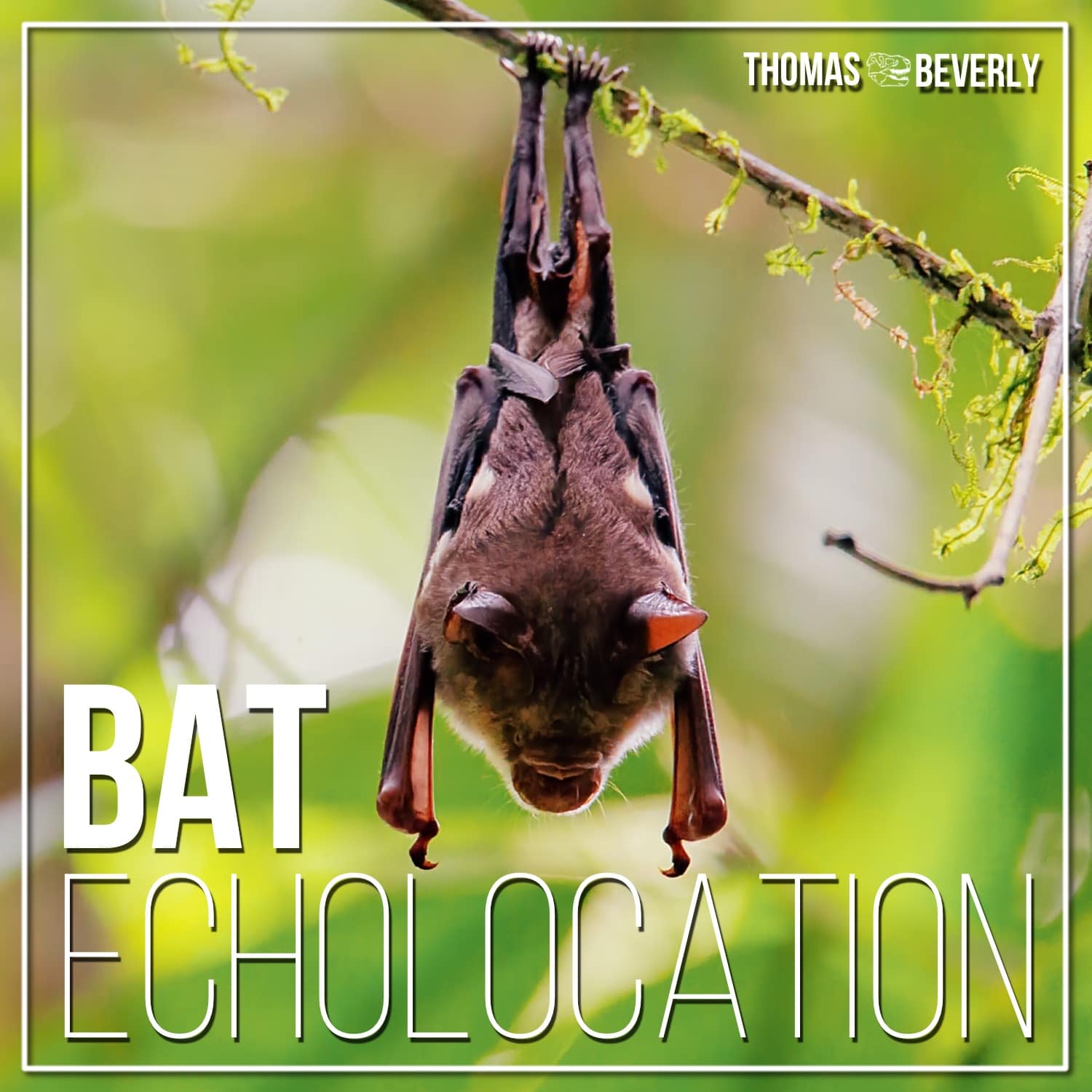 Bat Echolocation | Bats Sound Effects Library | Asoundeffect.com